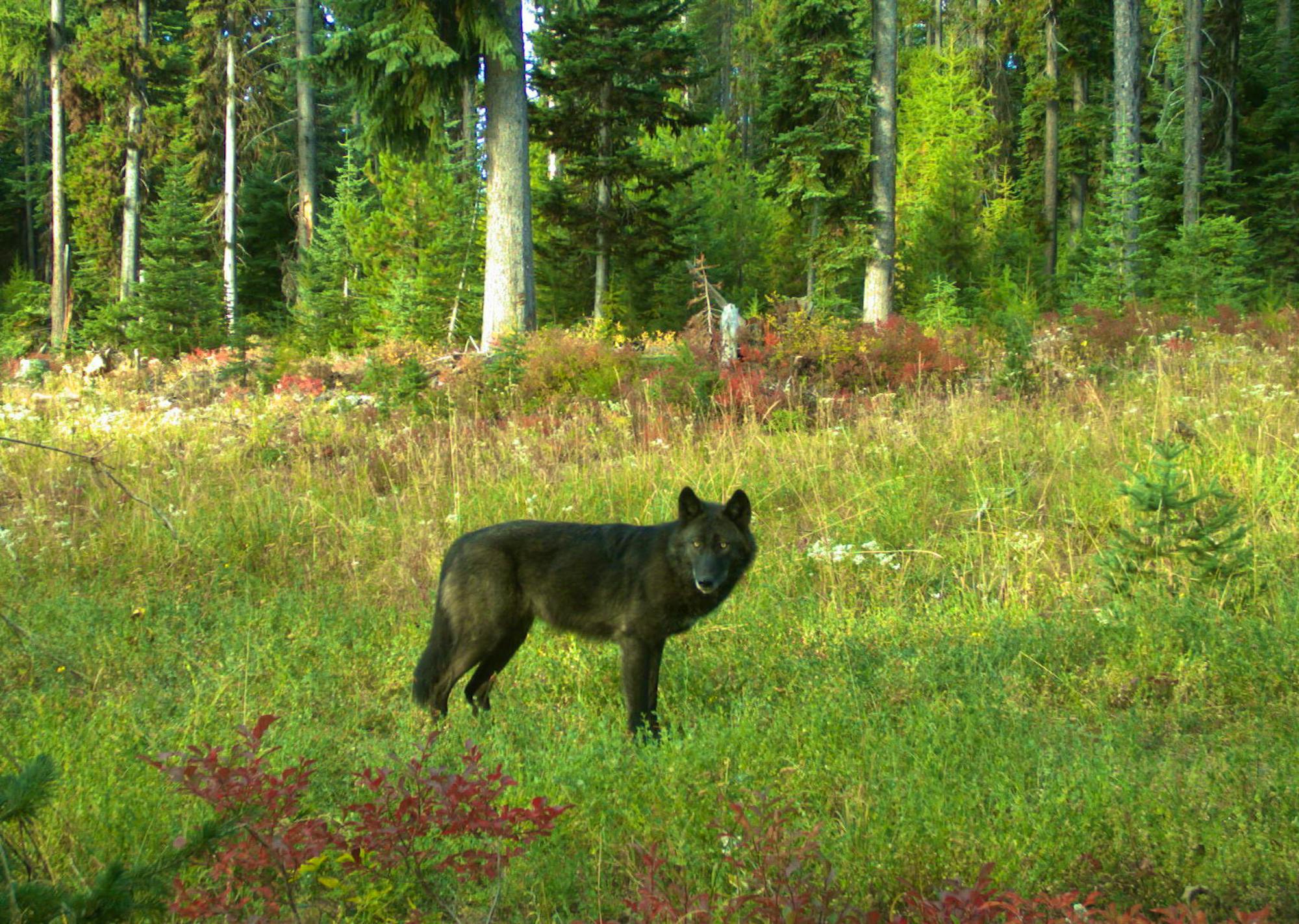 Assault on Endangered Species Protections Continues with New Bill to Delist Gray Wolves ...